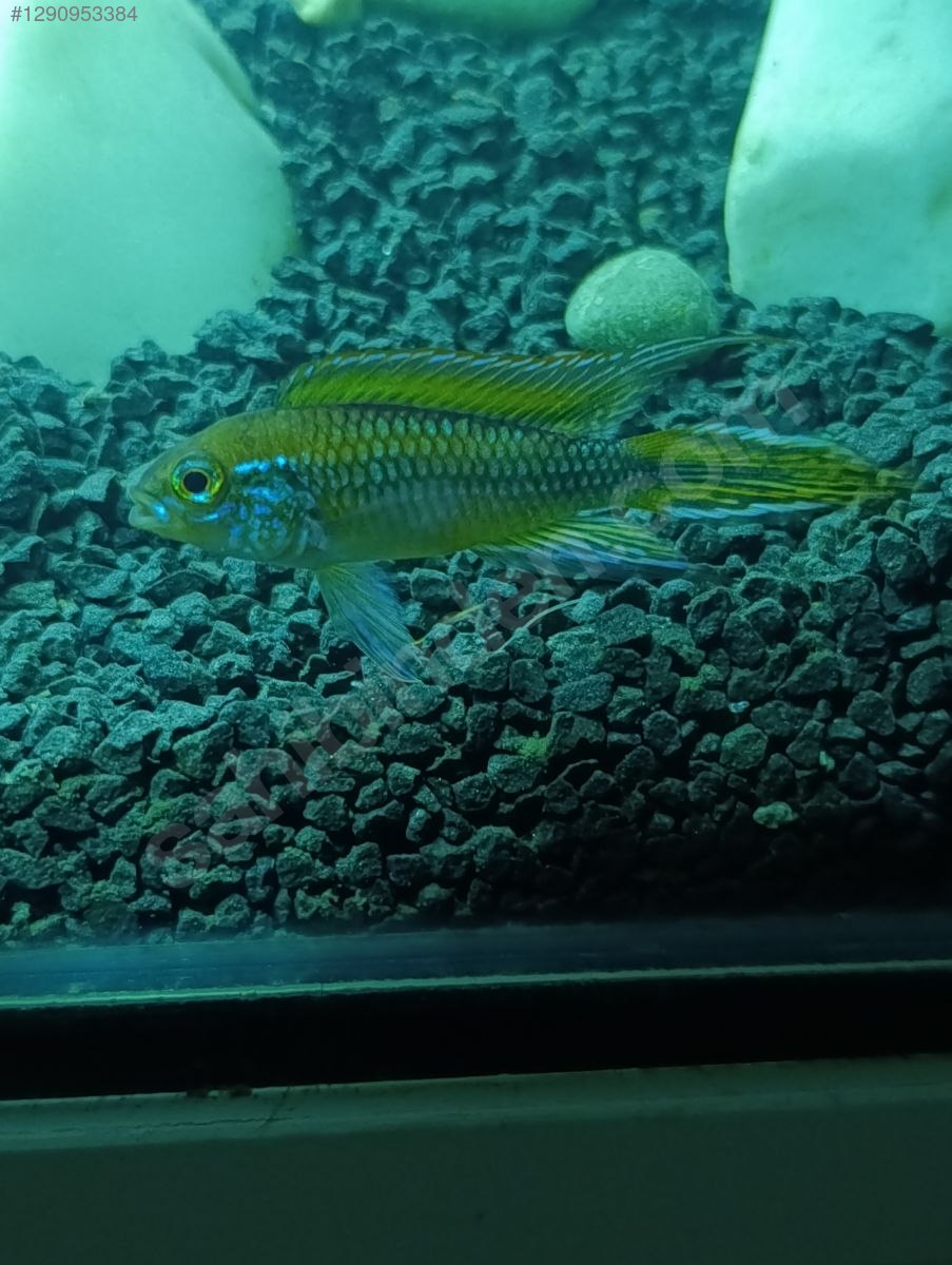 Cichlidler / Apistogramma / Üretim Almış Damızlık Dişi Apistogramma ...