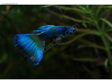 Canlı Doğuranlar / Lepistes / Moscow Dark Blue HB White Fil Kulak ...