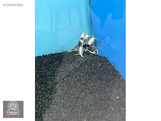 Vatoz & Kedi Balıkları / Diğer Türler / Red tail cat fish sahibinden ...