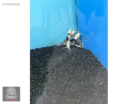 Vatoz & Kedi Balıkları / Diğer Türler / Red tail cat fish sahibinden ...