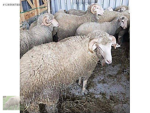 Koç / ADAK KURBAN KESİM MERKEZİ sahibinden.comda - 1259961427