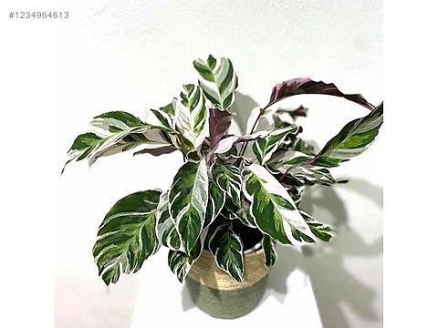 Calathea White Fusion - Beyaz Dua Çiçeği 50cm sahibinden.comda - 1234964613