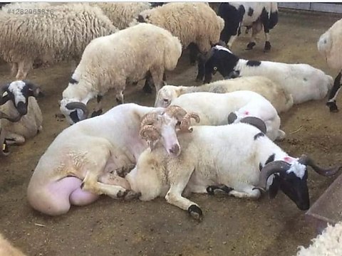 Koyun / GEBZE ENES ADAK AKİKA SATIŞ KALİTENİN ADRESİ 5500TL sahibinden ...