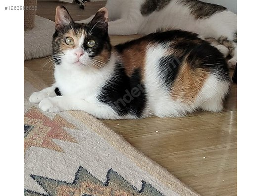 Kedi / Calico / SAVUNMASIZ BİR CAN YİTİP GİTMESİN. sahibinden.comda ...