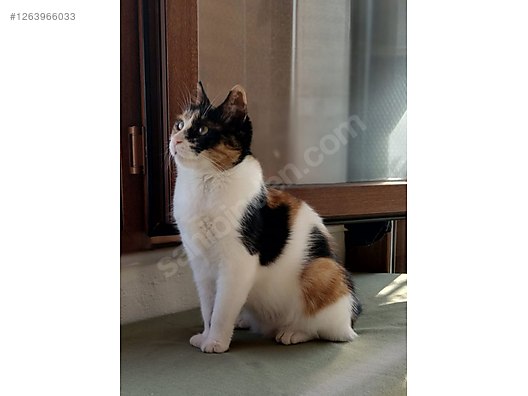 Kedi / Calico / SAVUNMASIZ BİR CAN YİTİP GİTMESİN. sahibinden.comda ...