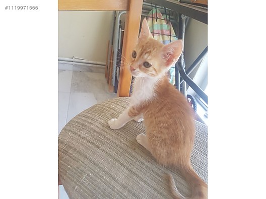 Kedi / Sarman / İZMİR YAVRU KEDİ sahibinden.comda - 1119971566