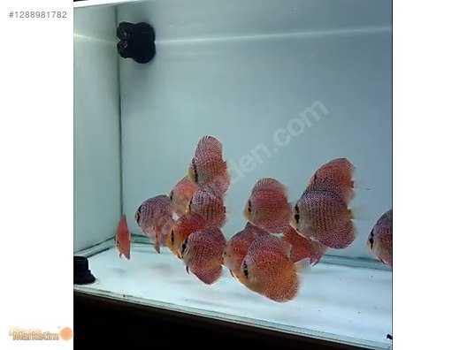 Cichlidler / Discus / SUPER PANTHERA 8-10 CM sahibinden.comda - 1288981782