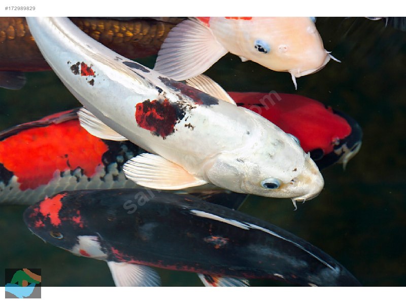 Japon Balıkları / Koi / AKSU ÜRETİM ÇİFTLİĞİNDEN AKALİTE SÜPER ...