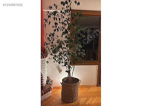 BENJAMIN BİTKİSİ 2.25 CM sahibinden.comda - 1234997025